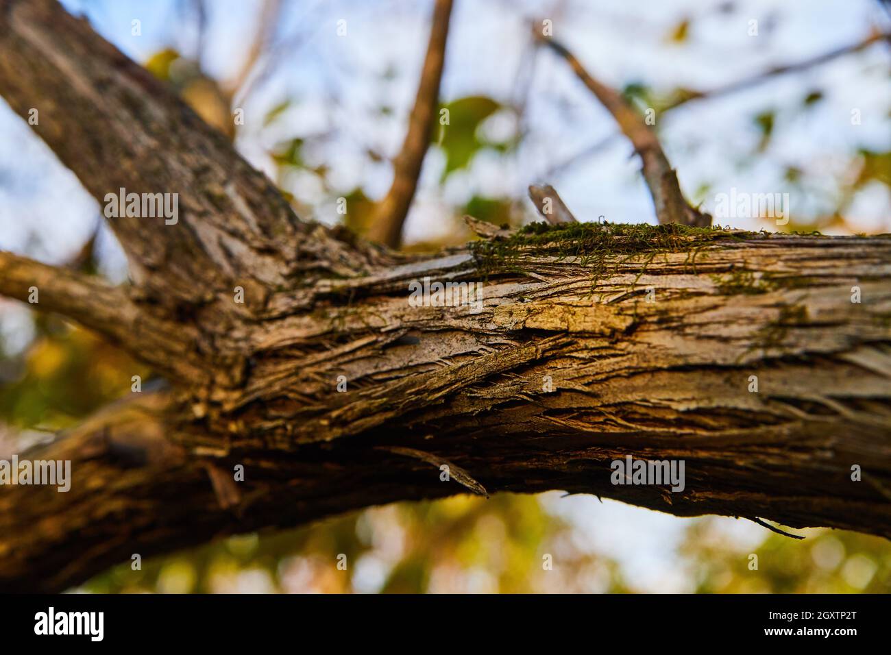 Macro detail of fall tree trunk and bark with golden glow from sun ...