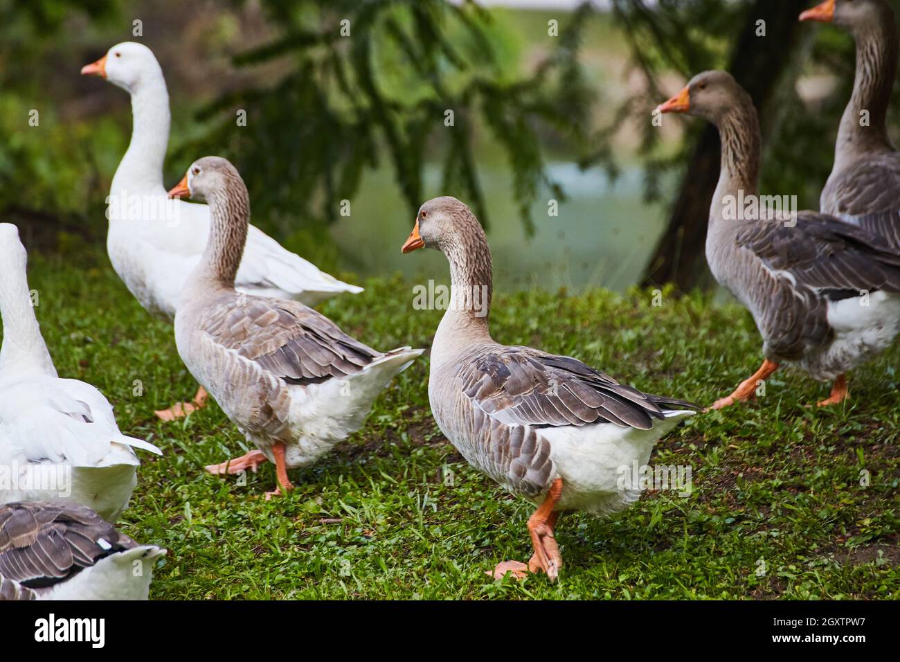 Group ducks swimming on river hi-res stock photography and images - Alamy