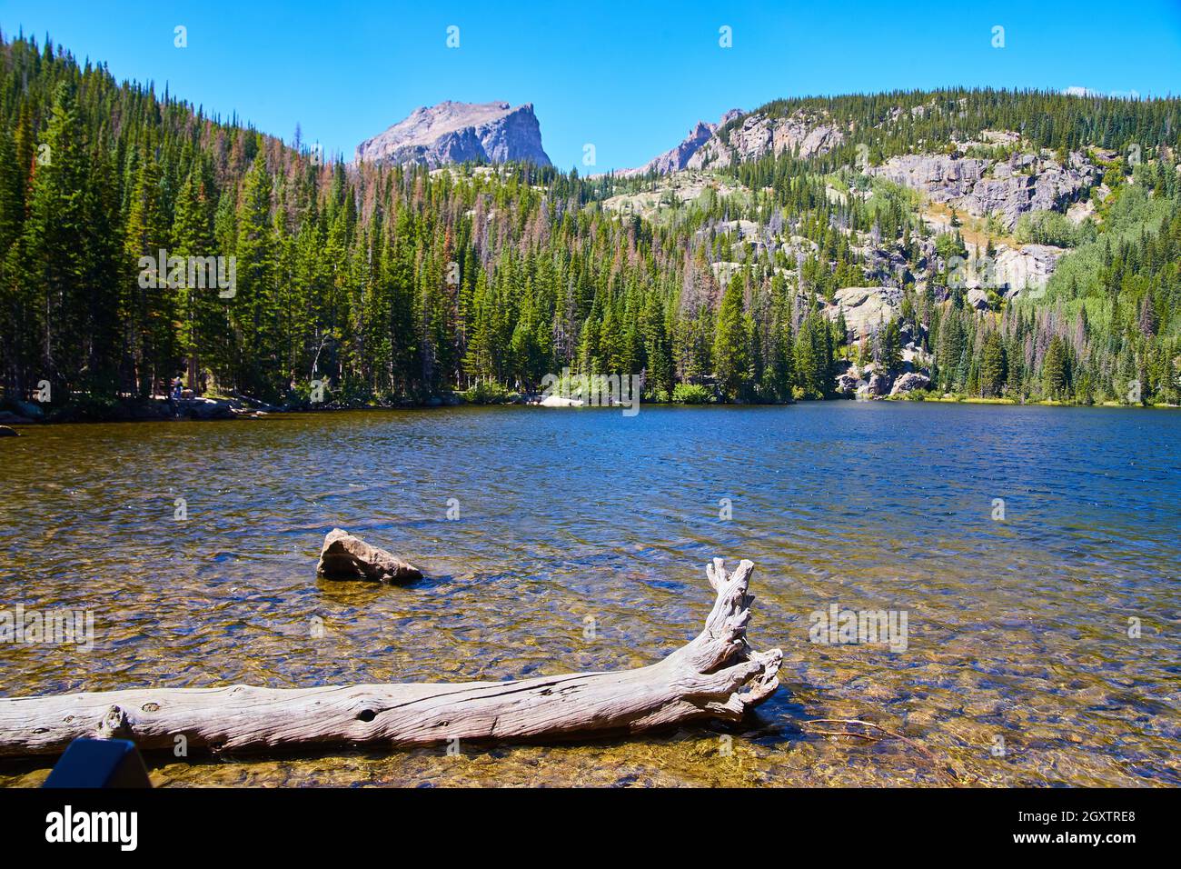 Log in lake and pine tree forest with mountains Stock Photo - Alamy