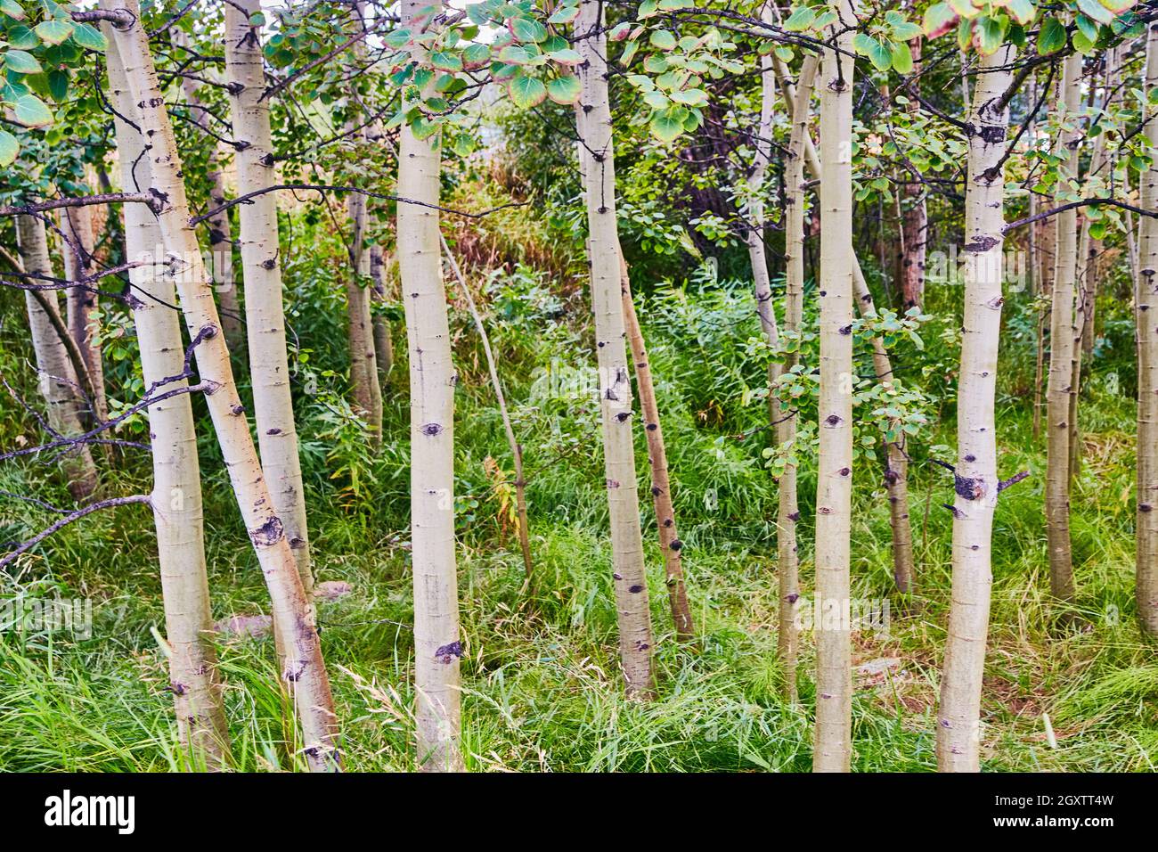 Aspen trees growing in forest landscape Stock Photo - Alamy