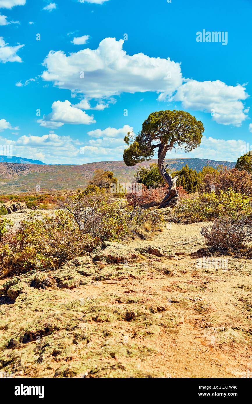 Loan tree and rocks hi-res stock photography and images - Alamy