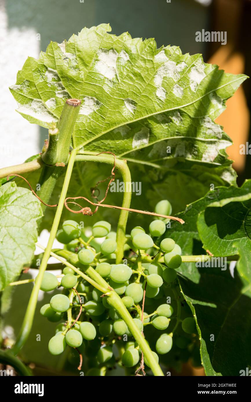 Downy mildew of grape hi-res stock photography and images - Alamy