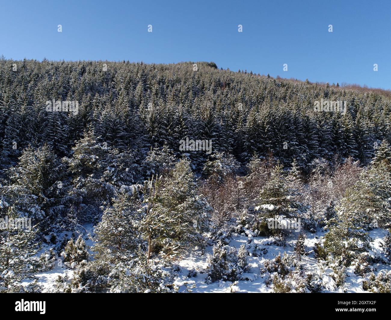 Winter forest trees sunny weather top view. Aerial flight above snow ...