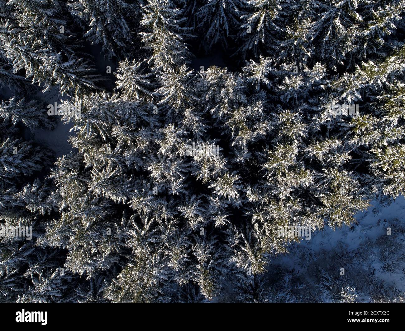 Winter forest trees sunny weather top view. Aerial flight above snow ...