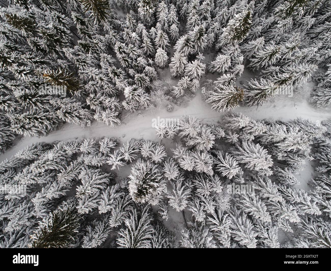 Winter forest trees sunny weather top view. Aerial flight above snow ...