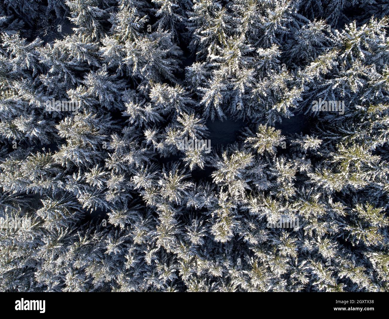 Winter forest trees sunny weather top view. Aerial flight above snow ...