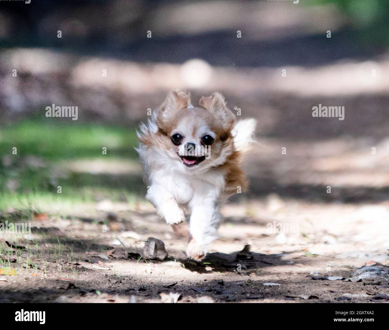Chihuahua puppy running hi-res stock photography and images - Alamy