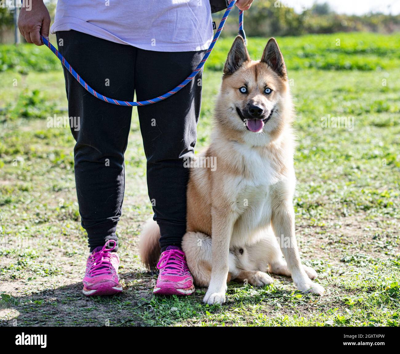 Pomsky dog hi-res stock photography and images - Alamy