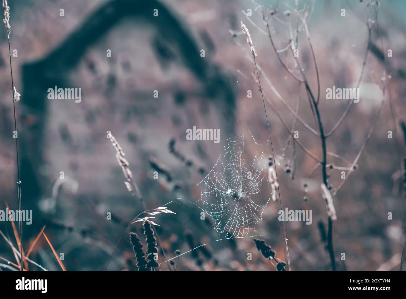 Halloween concept. Spider web in old, creepy cemetery Stock Photo - Alamy