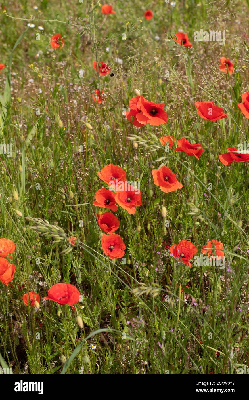 Field Poppy (Papaver rhoeas), flowering amongst other self sown annual ...