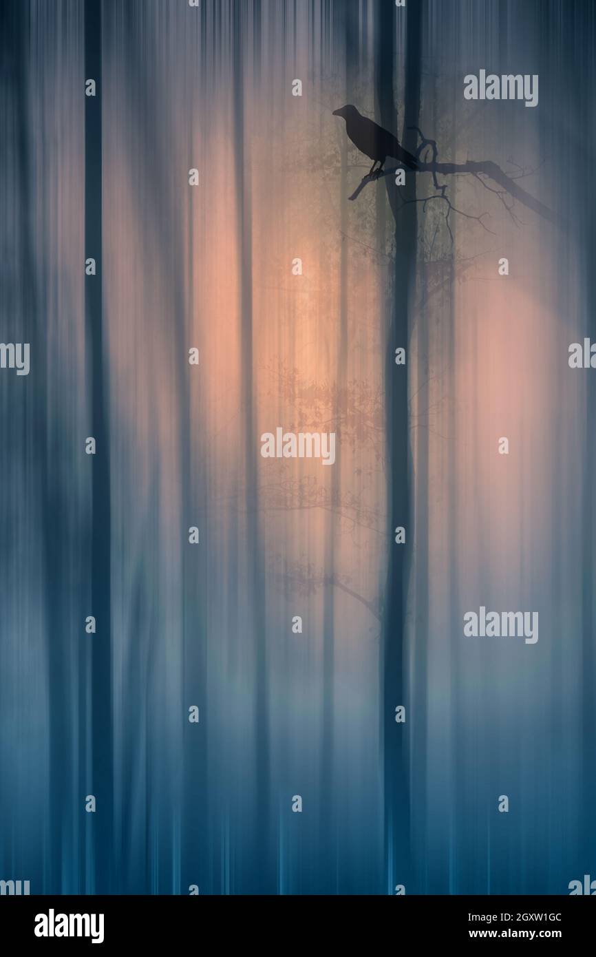 Enchanted forest in magic, mysterious fog at night. Halloween ...