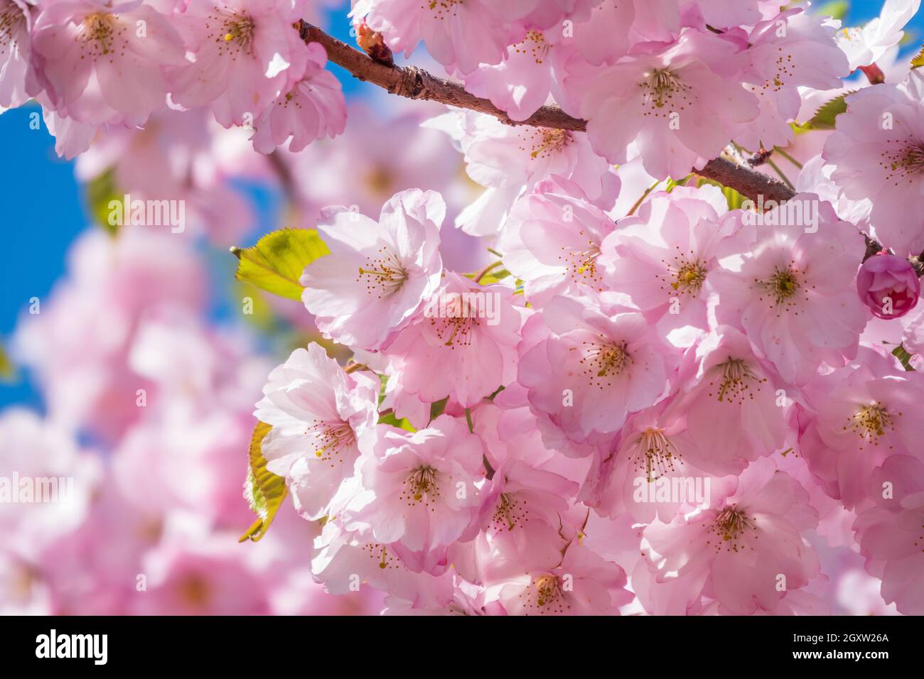 Lush blooming pink sakura blossoms. Spring Background image with ...