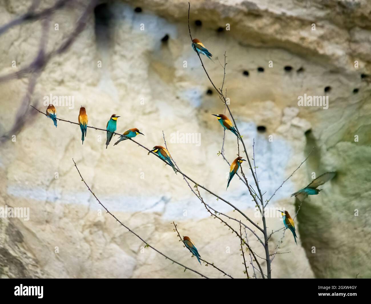 Deciduous eater hi-res stock photography and images - Alamy