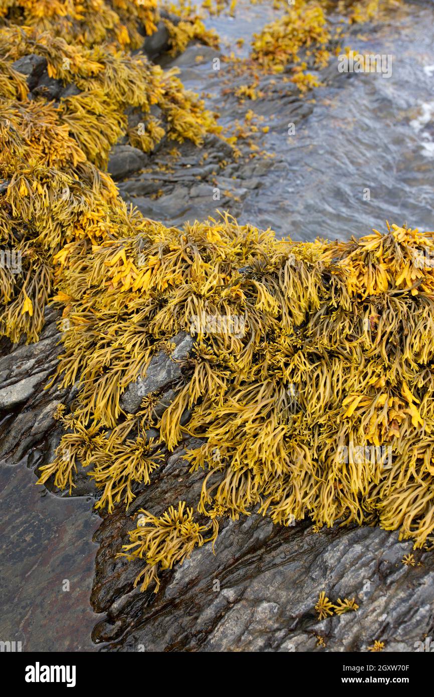 Bladder rockweed hi-res stock photography and images - Alamy