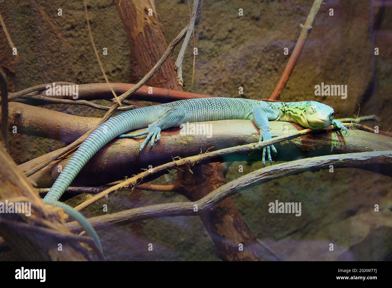 green lizard lying on wooden branch in zoo. green lizard sleeps in ...