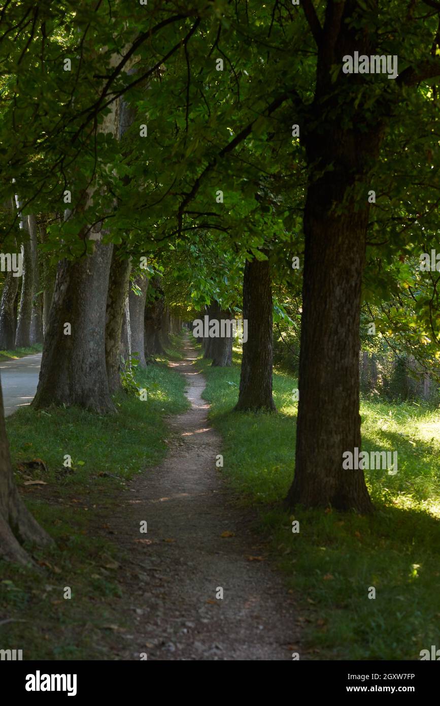 country road trought tree alley in the park fresh morning at spring ...