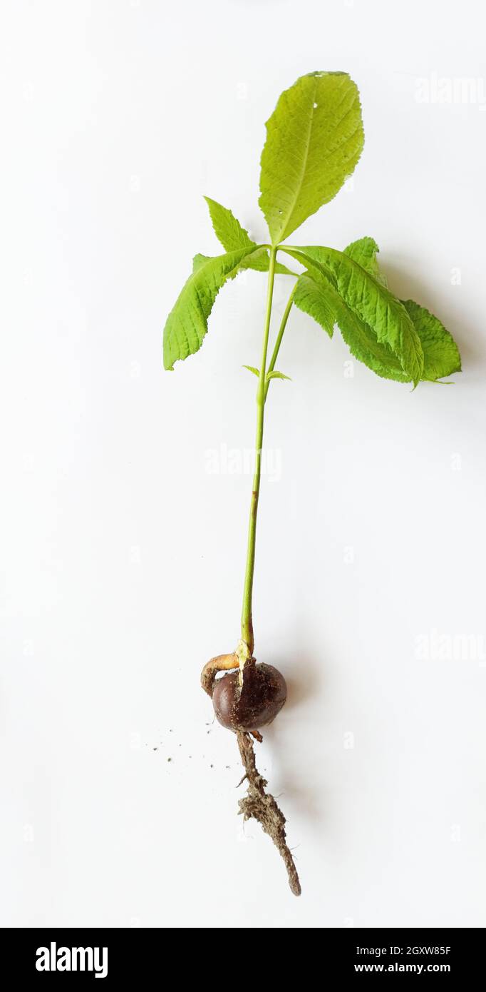 Chestnut seed with sprouted trunk and leaves. Greening the planet ...