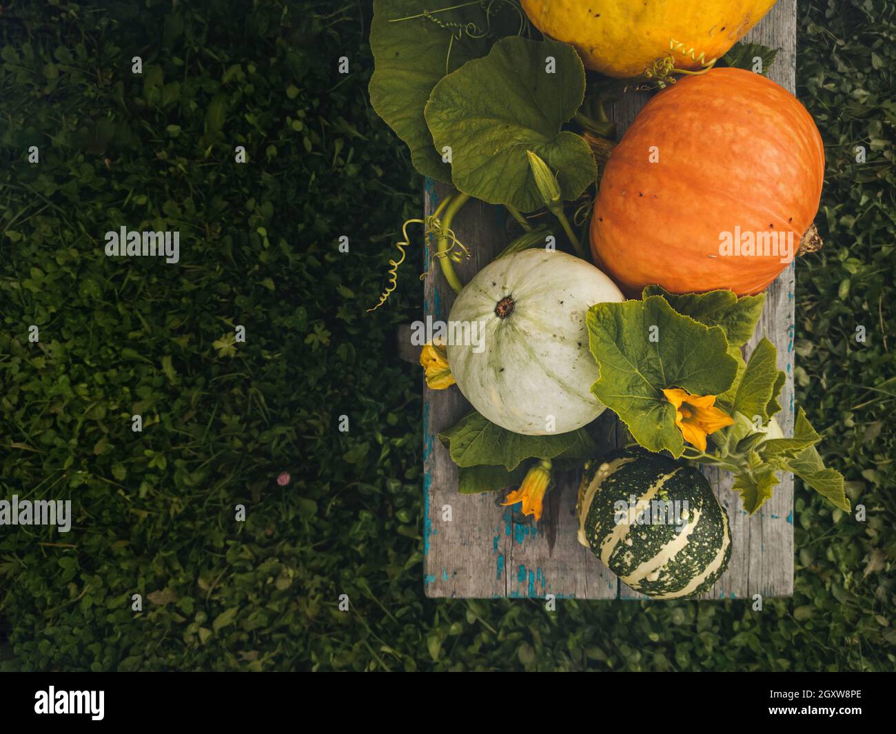 Various types of edible and decorative pumpkins on a rustic bench ...