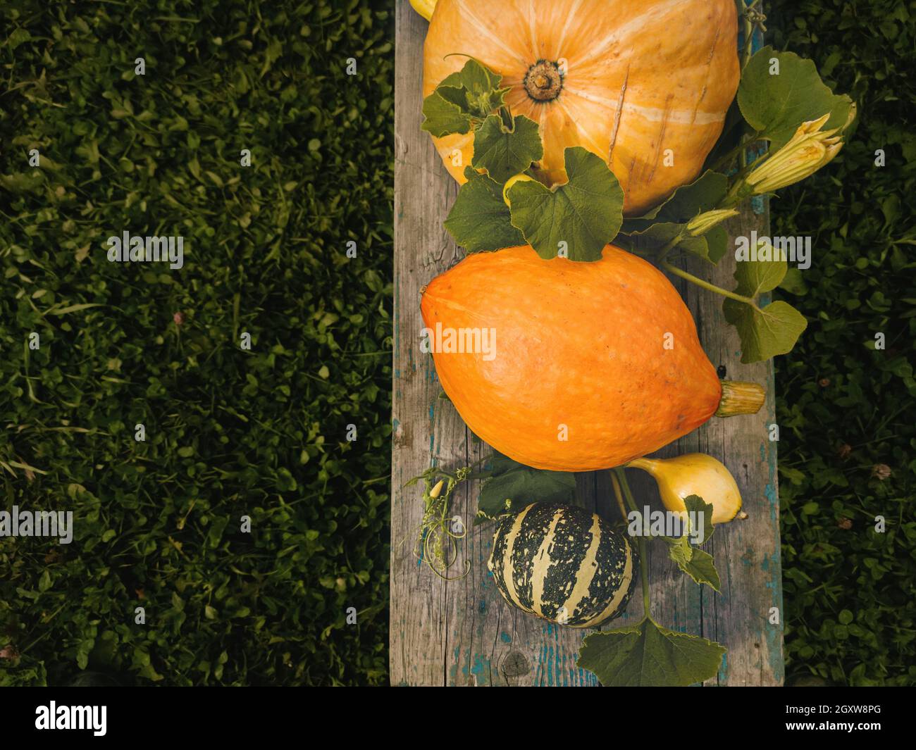 Various types of edible and decorative pumpkins on a rustic bench ...