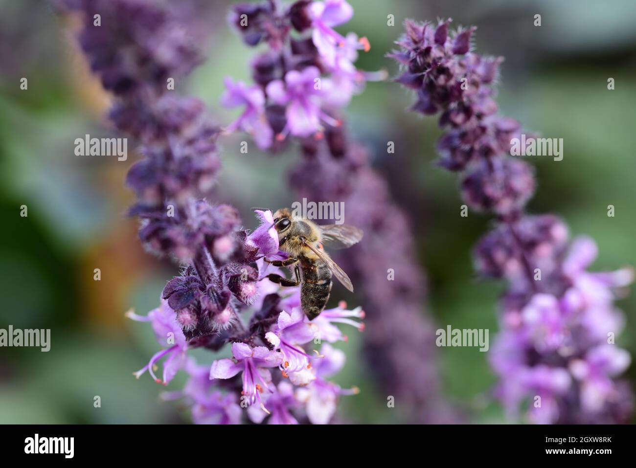 Mint herb animal hi-res stock photography and images - Alamy