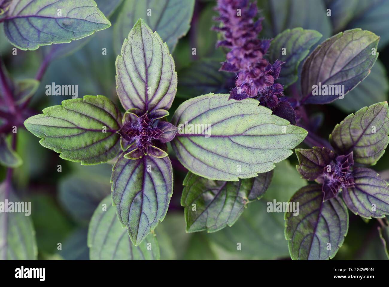 Green mint leaves on the plant are photographed from above and ...