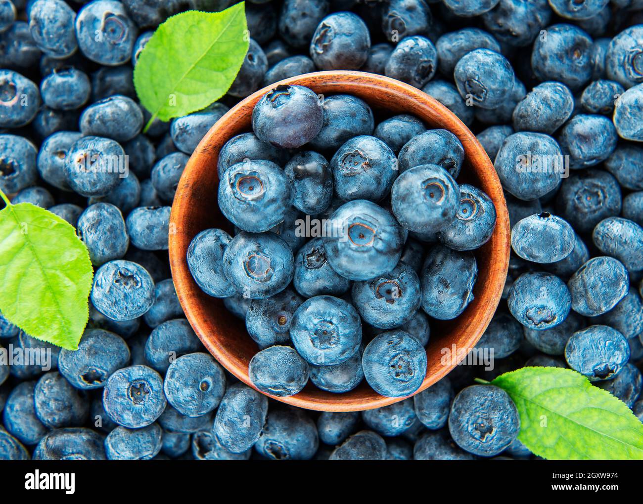 Freshly picked blueberries as a natural food background. Concept for ...