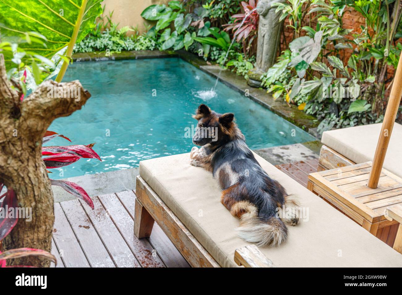 Cute fluffy dog relaxing on a sun bed near the swimming pool. Tropical ...