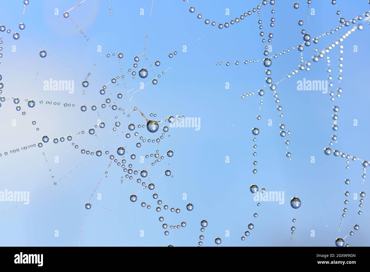 Close up of many water droplets hanging on a spider web against a blue ...