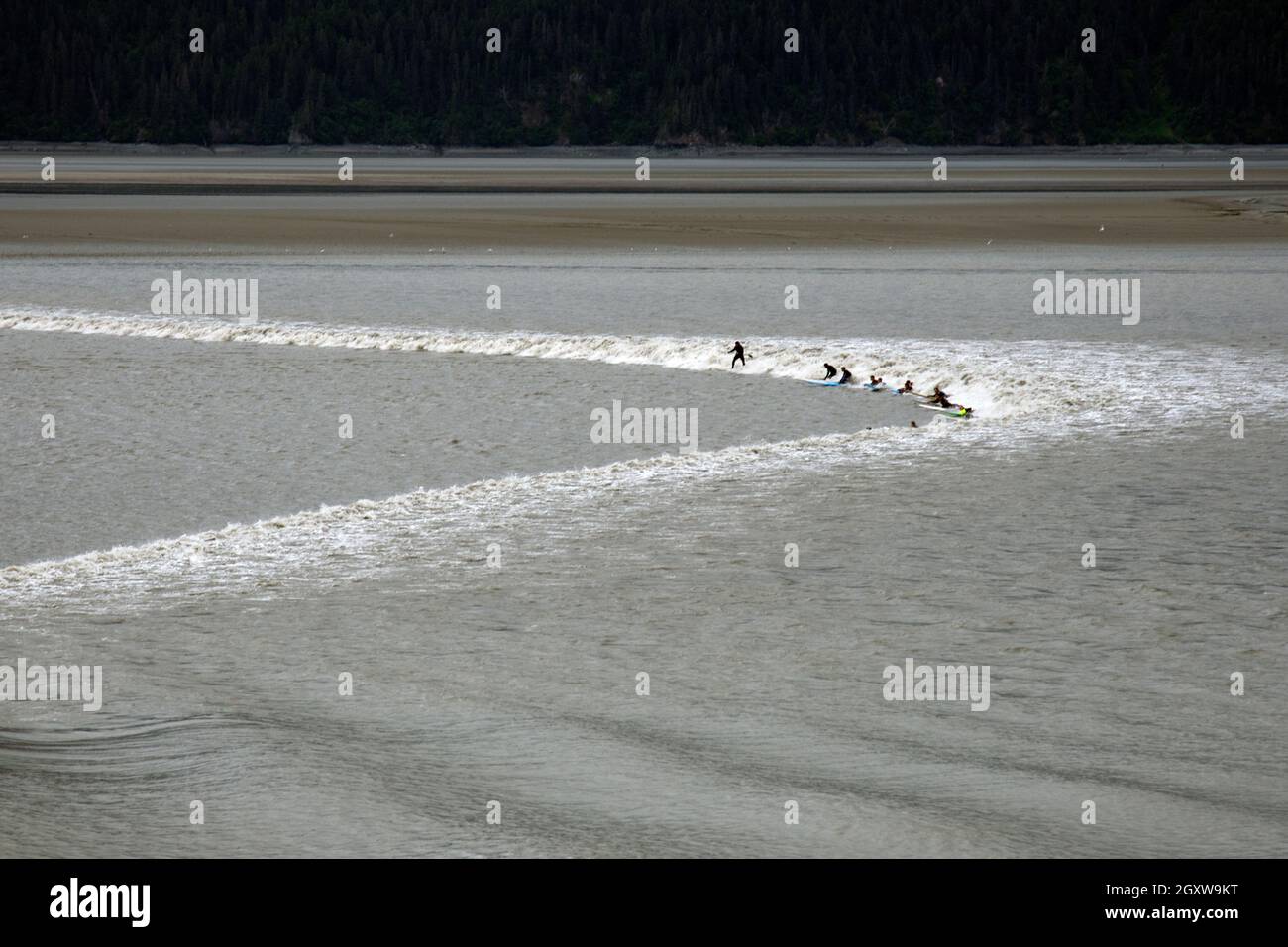 Cold water surfers ride a bore tide wave in the Turnagain Arm of the ...