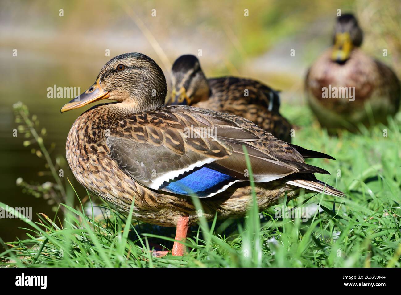 Duck out of water bird hi-res stock photography and images - Alamy