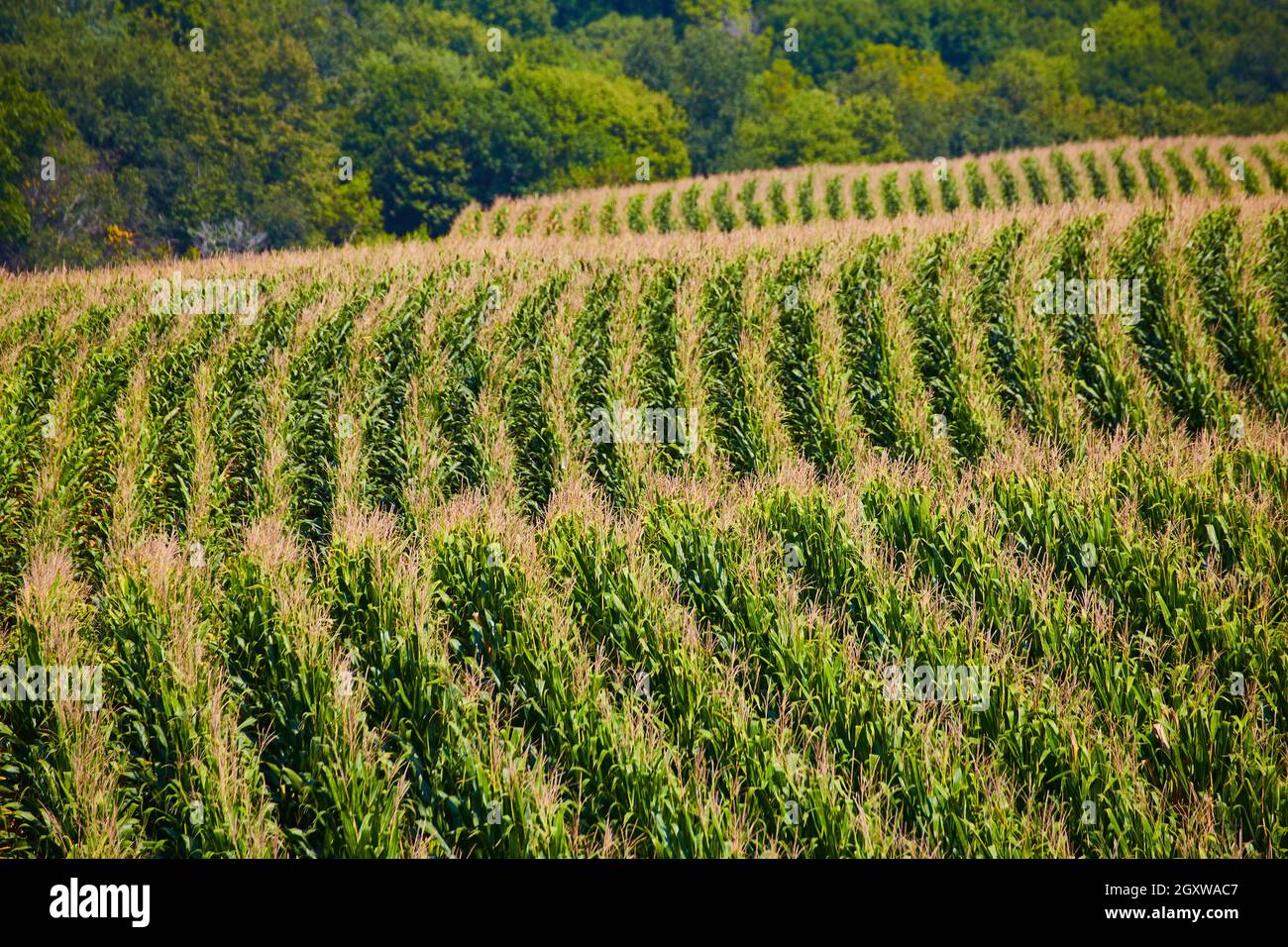 Farming rows of corn fields over hills Stock Photo - Alamy