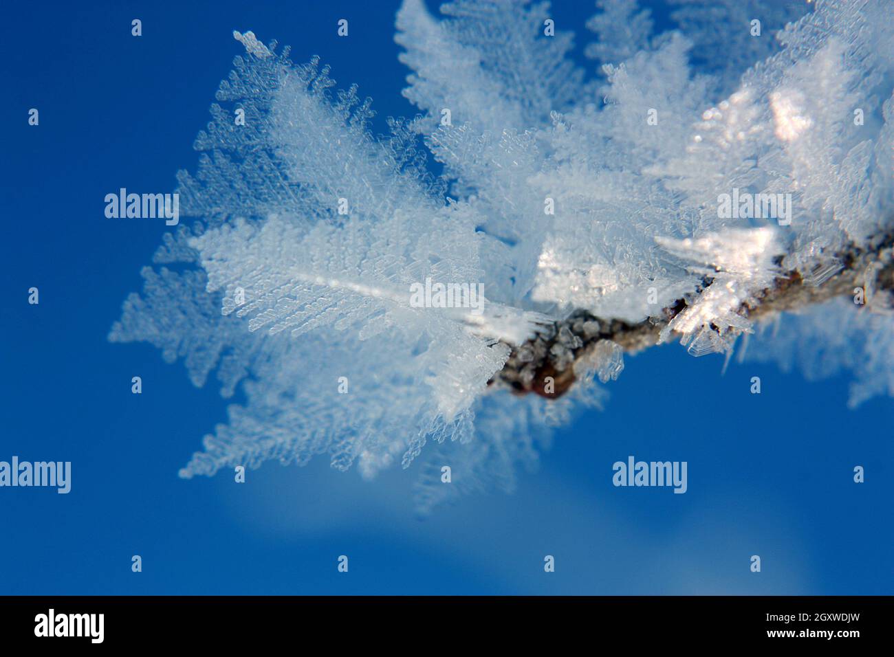 Translucent frost hi-res stock photography and images - Alamy
