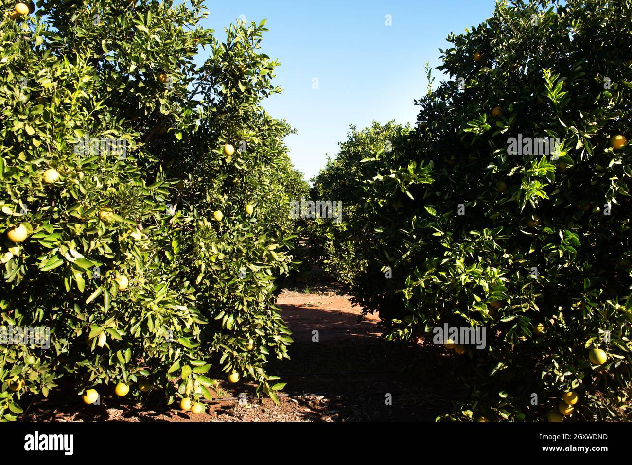 Orange trees growing in an orchard near Griffith, New South Wales ...