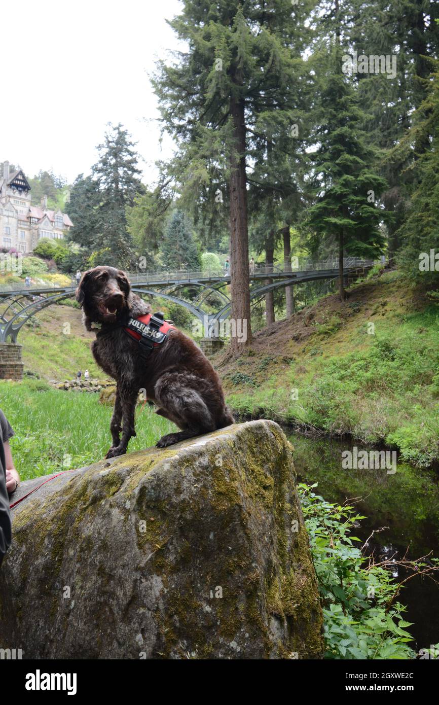 Labradoodle dog Cragside Northumberland UK on rock near a bridge arched ...
