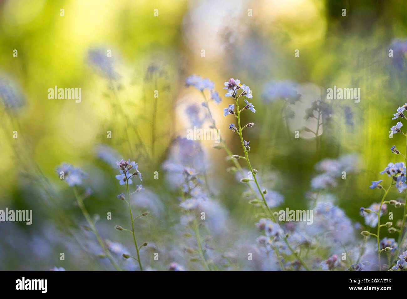 Vector blue forget flowers hi-res stock photography and images - Alamy