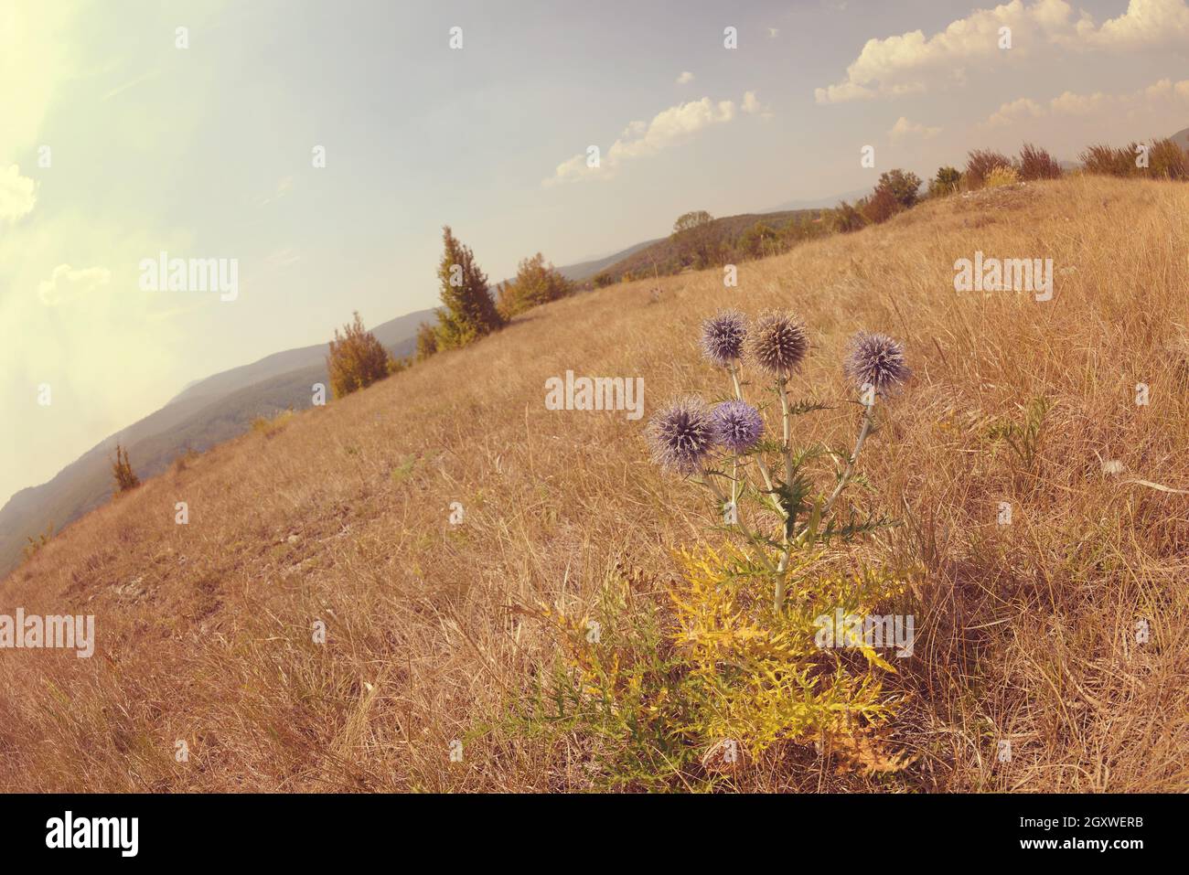 authentic nature landscape on summer time with fisheye lens Stock Photo ...