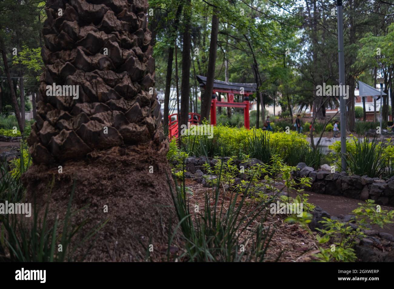 Dirt paths in park with traditional Japanese gate and trees as ...