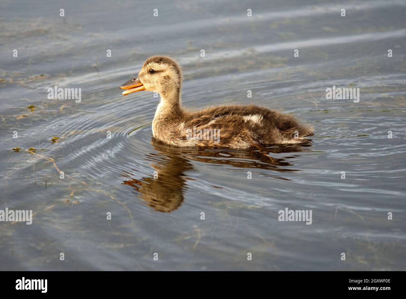 Juvenile mallard hi-res stock photography and images - Alamy
