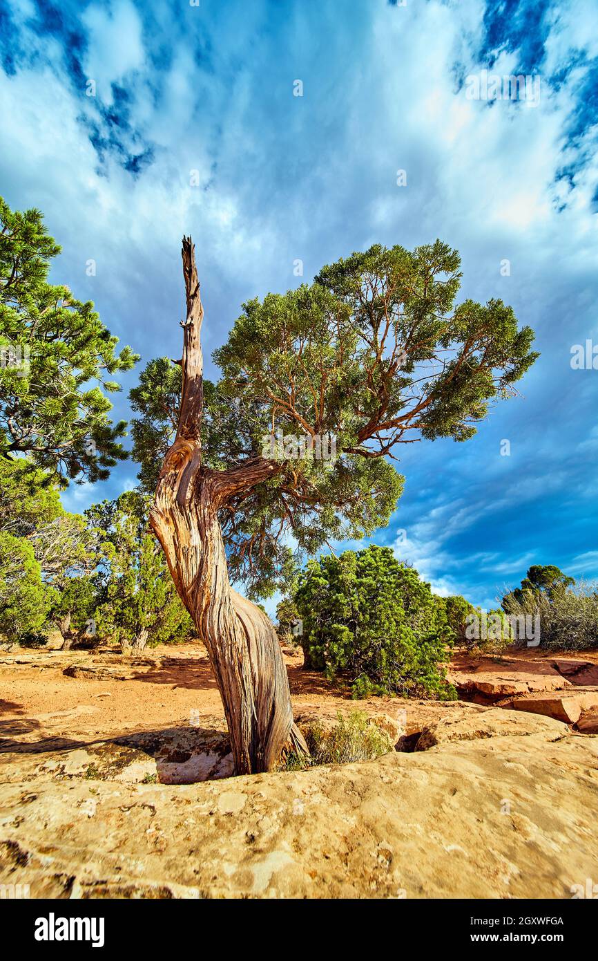 Desert tree up close in rock with blue sky full of clouds Stock Photo ...