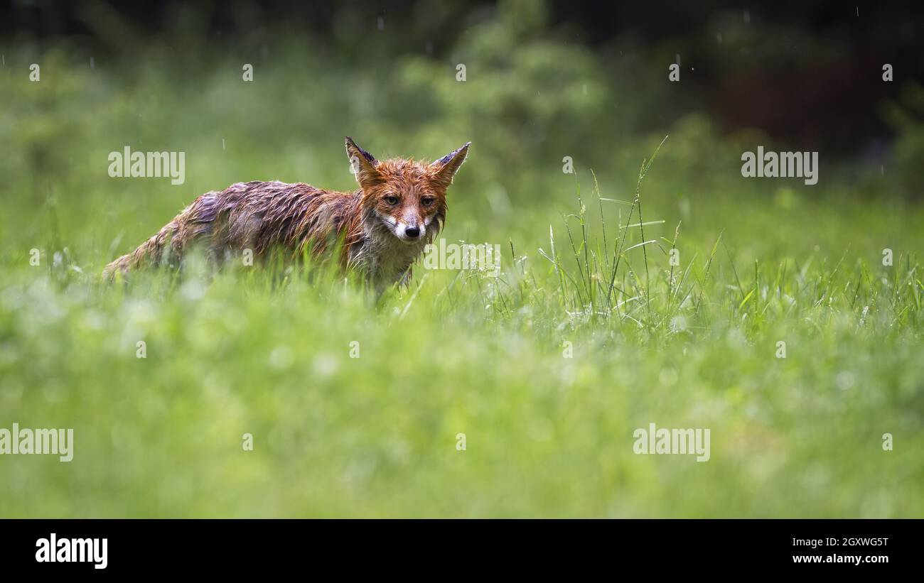 Soaked red fox, vulpes vulpes, looking on grassland in rainy summer day ...