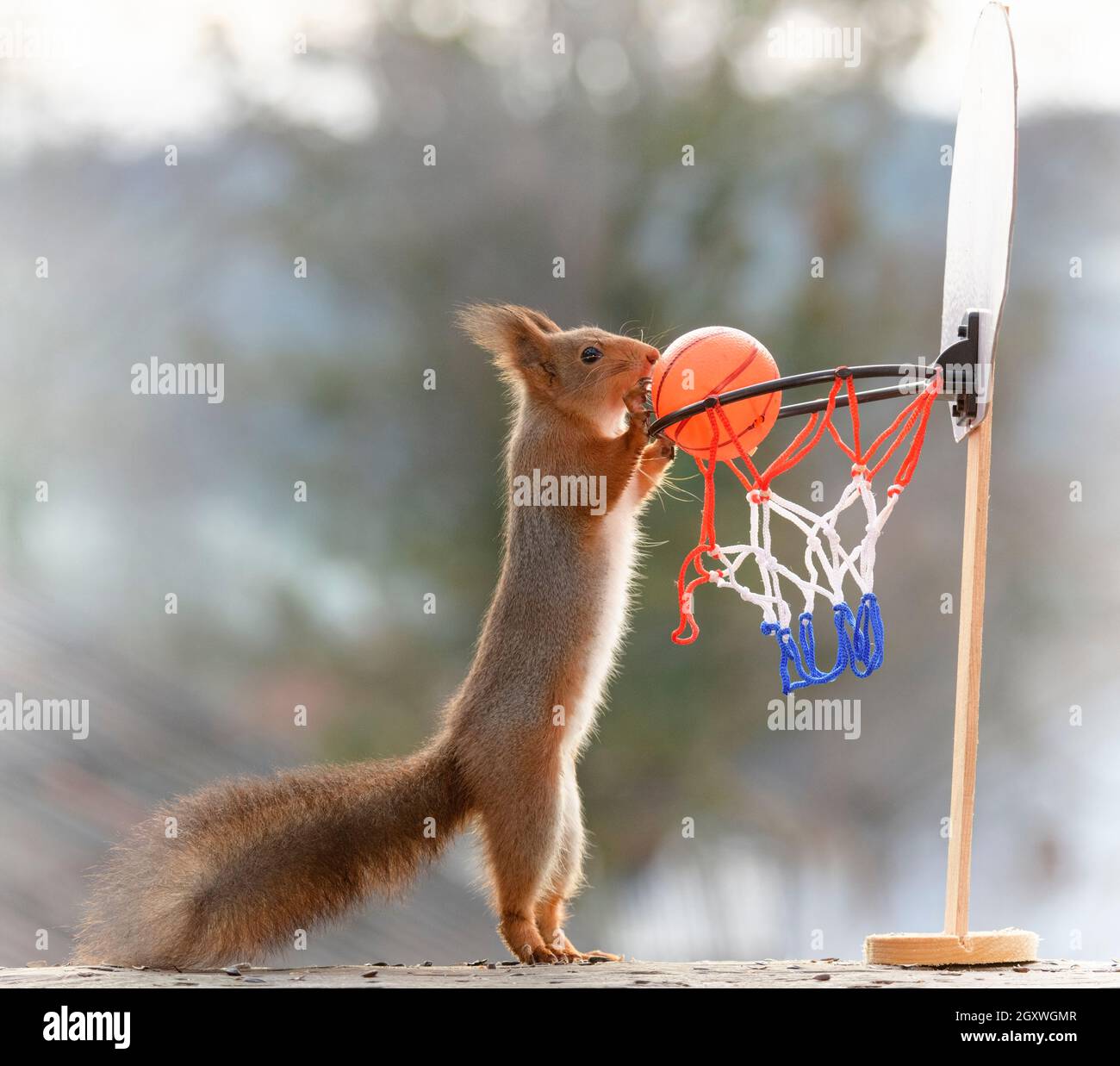 red squirrel and a basketball and a backboard Stock Photo - Alamy
