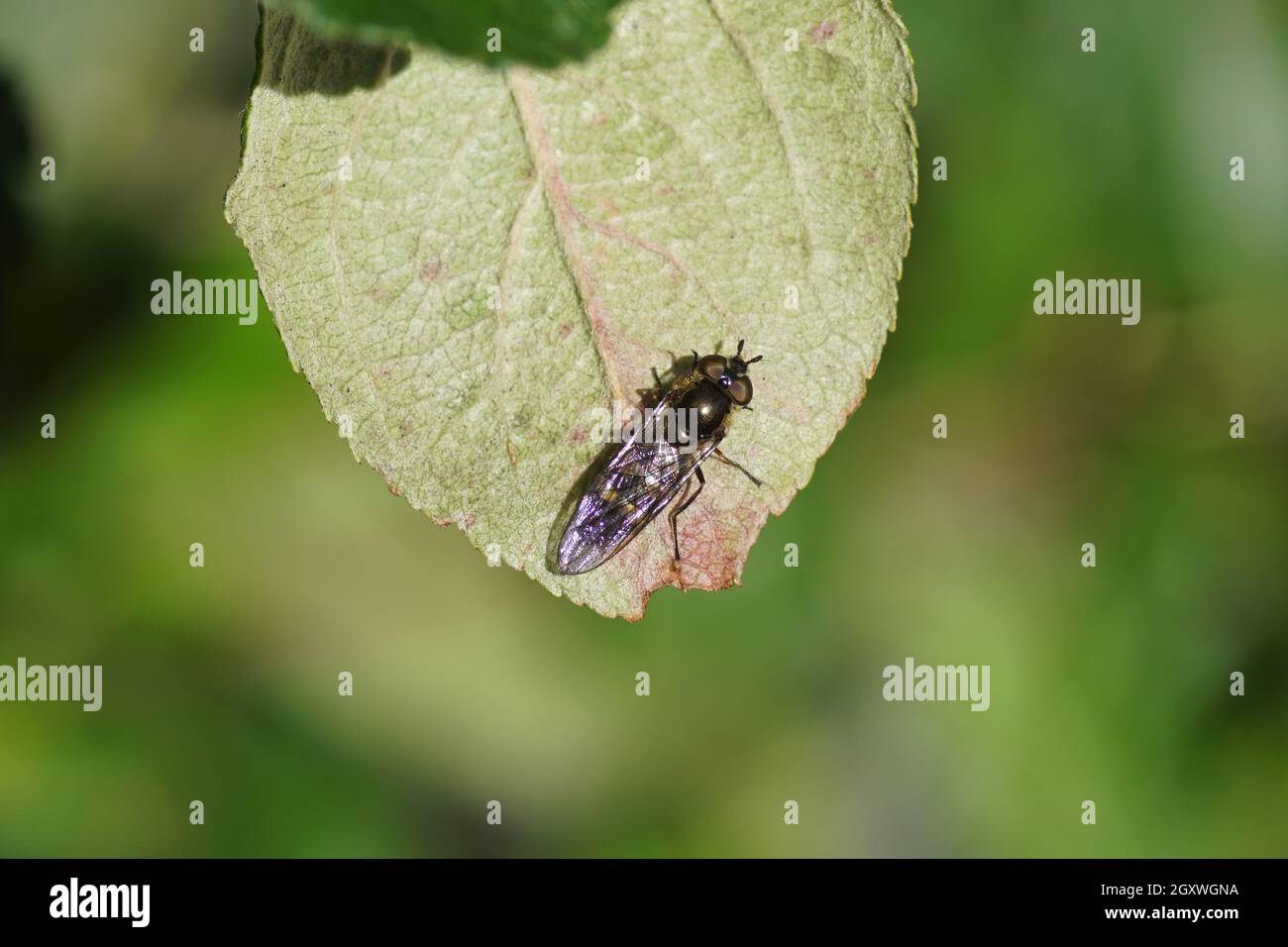 Xanthandrus comtus hi-res stock photography and images - Alamy