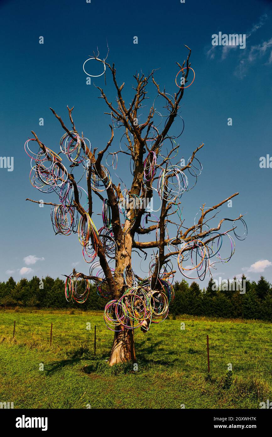 Large leafless tree hi-res stock photography and images - Alamy