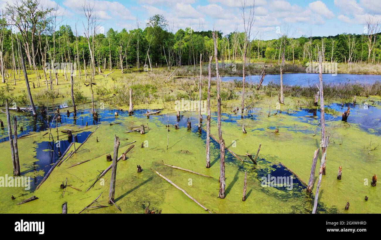 Swamp landscape with dead trees and green surface Stock Photo - Alamy