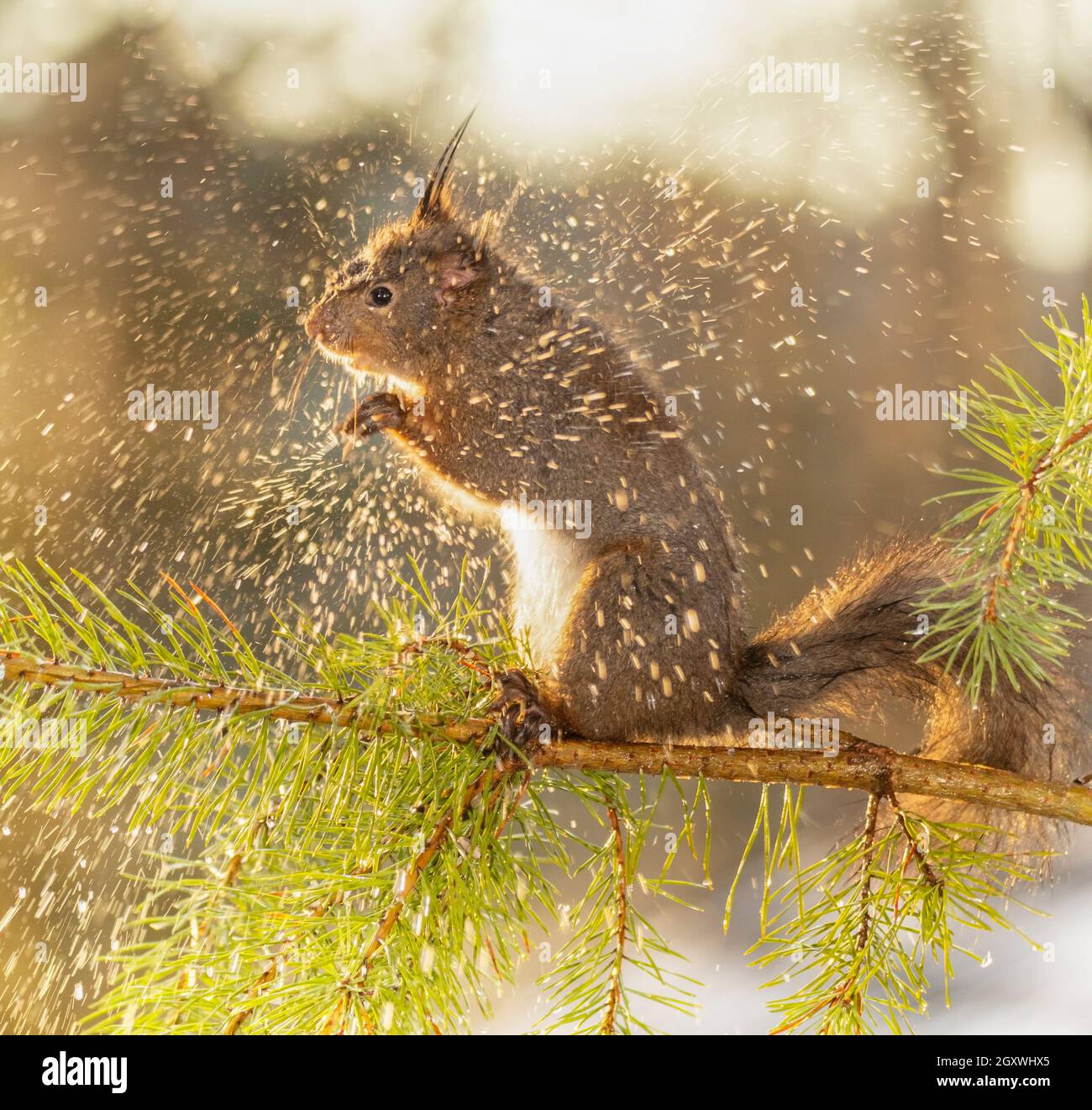 Shaking branches hi-res stock photography and images - Alamy
