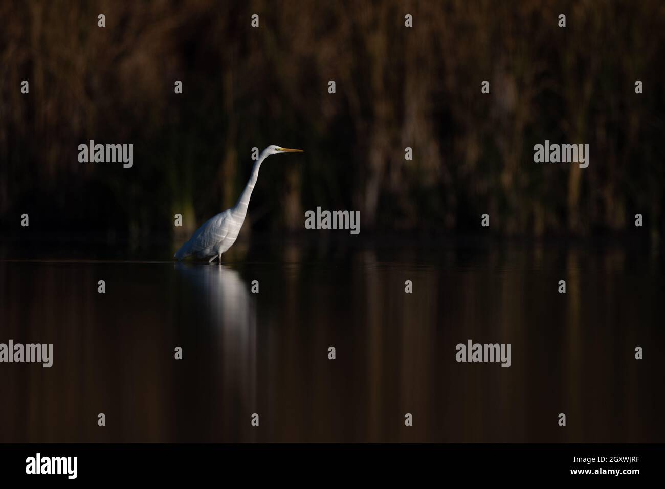 Great egret (Ardea alba) bird stand in wetland natural habitat Stock ...