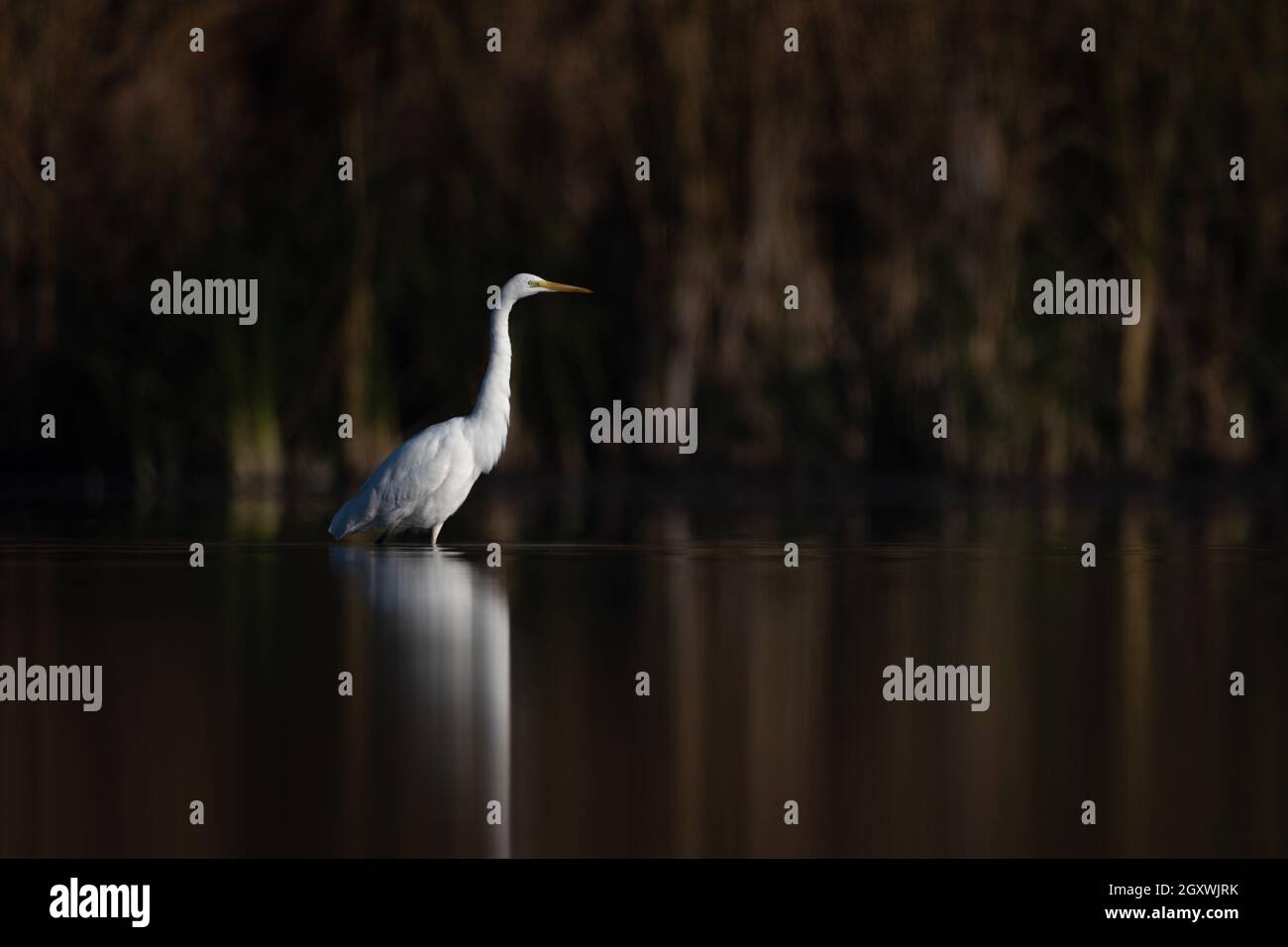 Great egret (Ardea alba) bird stand in wetland natural habitat Stock ...
