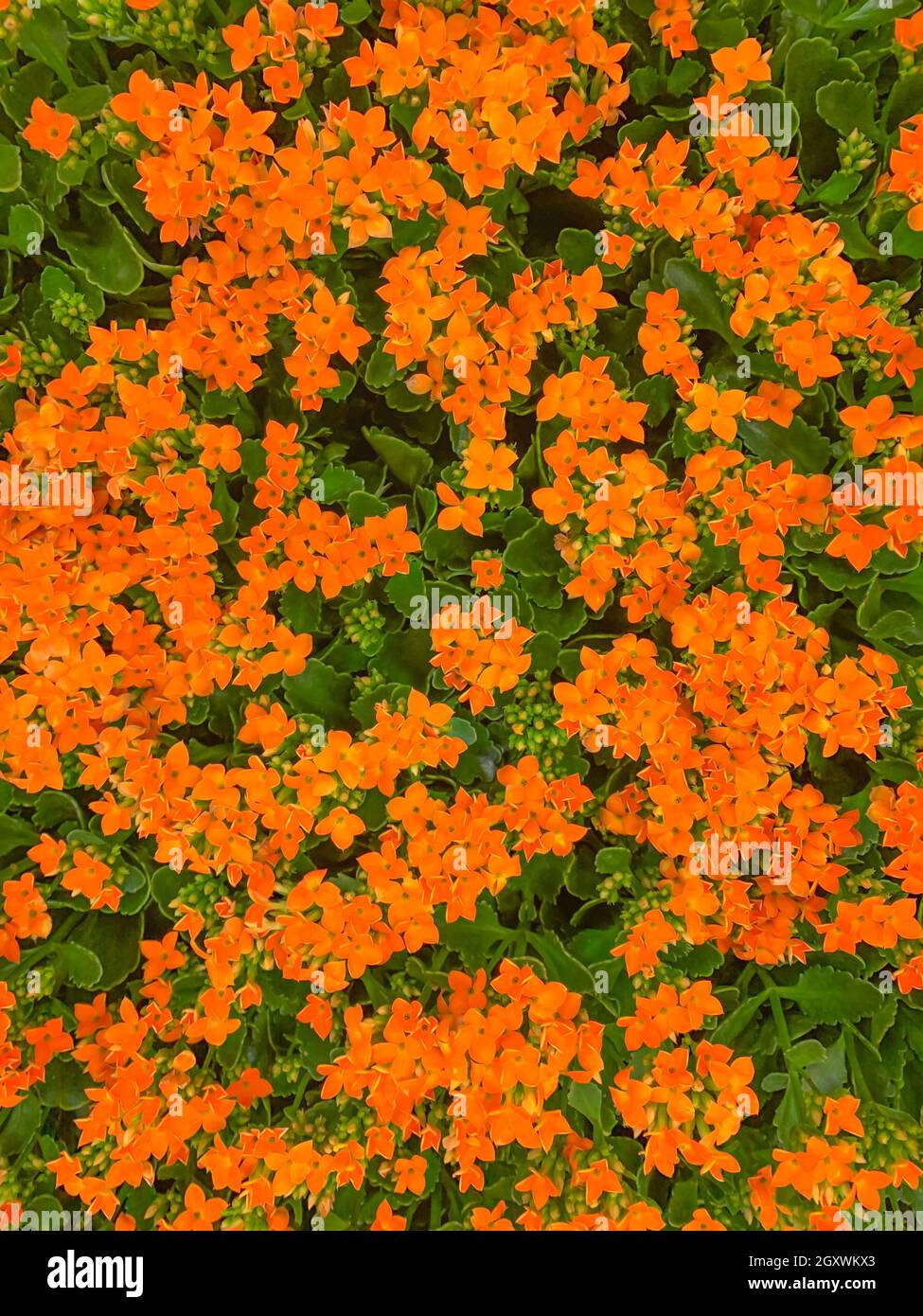 Abstract Overhead of Various Flowers At Nursery Stock Photo - Alamy