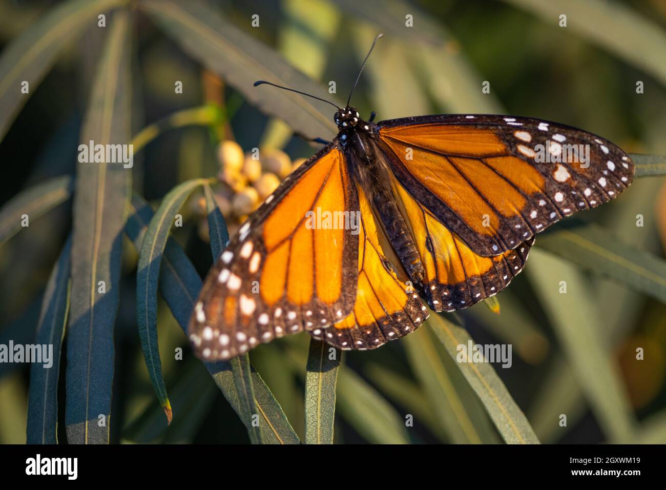 Beautiful Monarch Butterfly Resting On Plant Stock Photo - Alamy