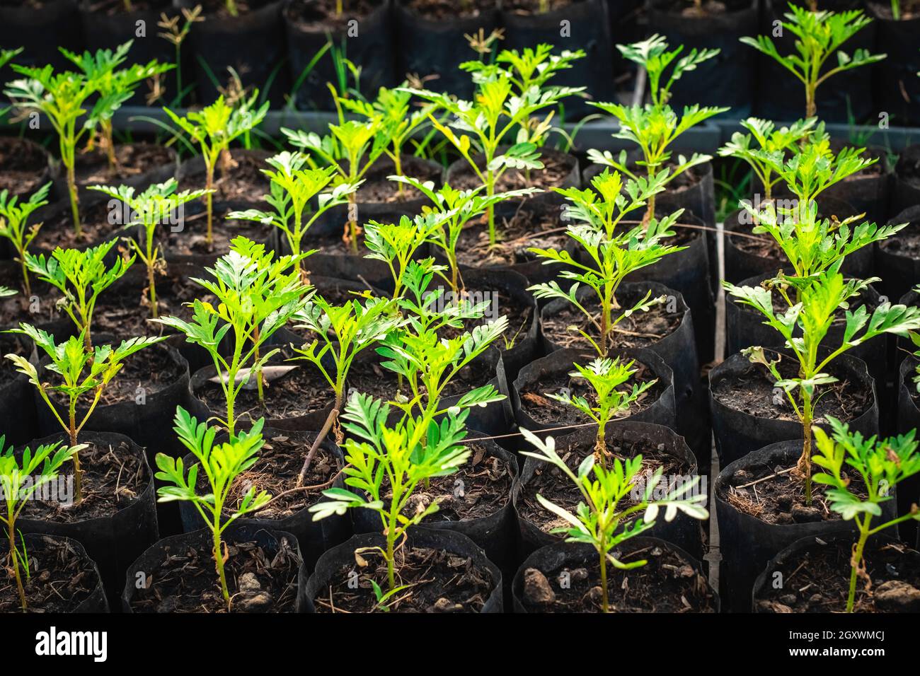 Bed Of Seedlings From Nursery Farm . Planting Organic Small Vegetable ...